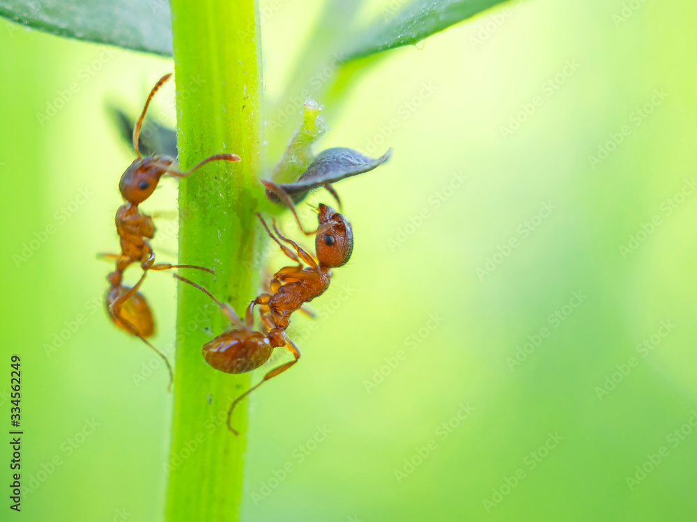 Foto de Myrmica rubra, also known as the European fire ant or common ...