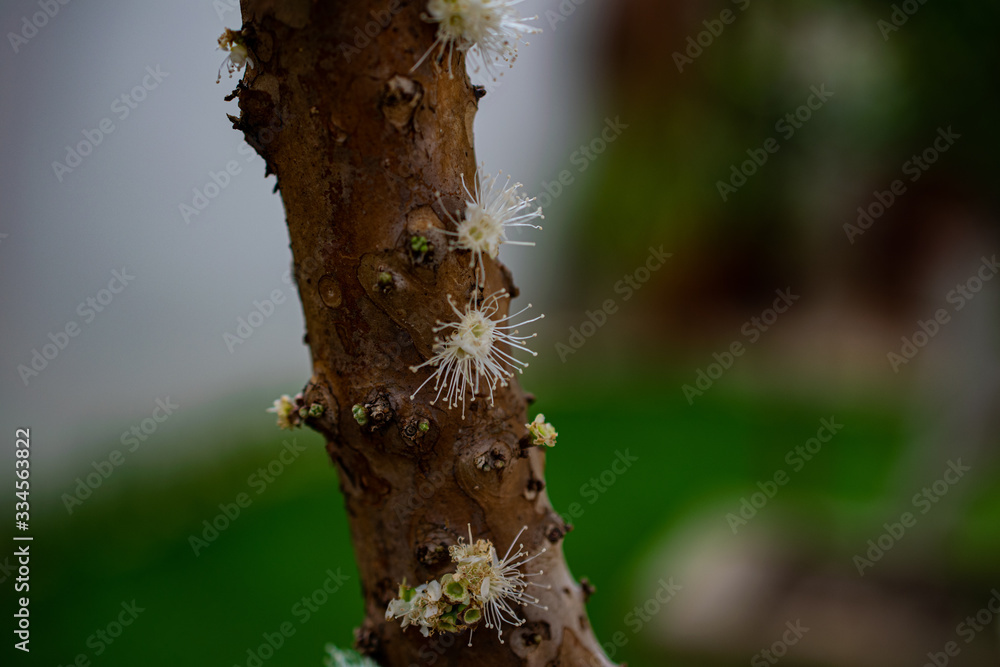 Flower. Exotic. Jabuticaba blooming on the tree. Jabuticaba is the ...