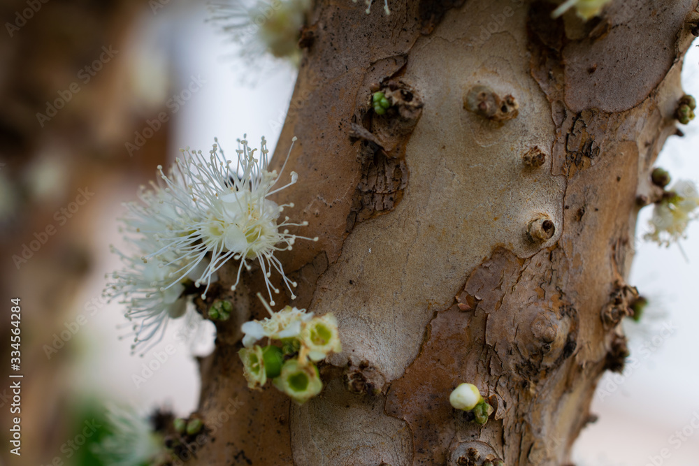Flower. Exotic. Jabuticaba blooming on the tree. Jabuticaba is the ...