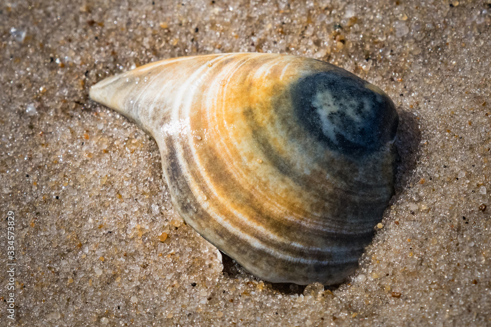 Still life of a half-buried clam shell in the sand at the beach at the ...
