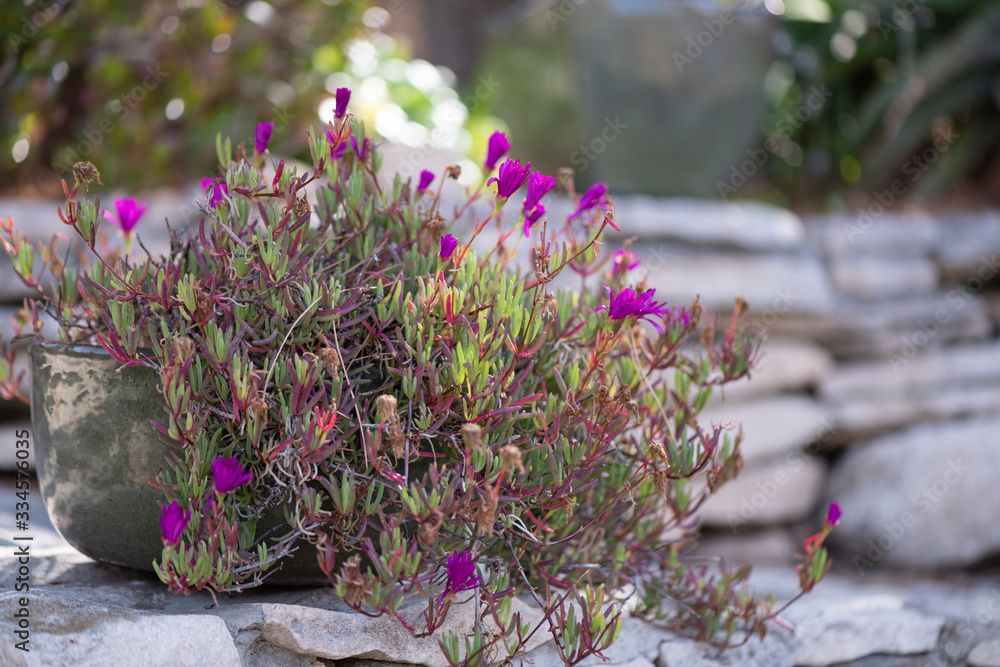 Carpobrotus - known as pigface, ice plant, sour fig and Hottentot fig ...