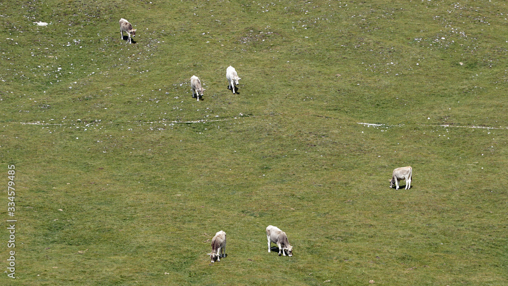 Grazing cows on Alp in the Dolomite Mountains / Mastle Alp / Puez ...