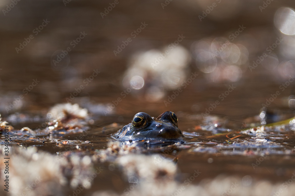 Common frog, Rana temporaria, also known as European common frog ...
