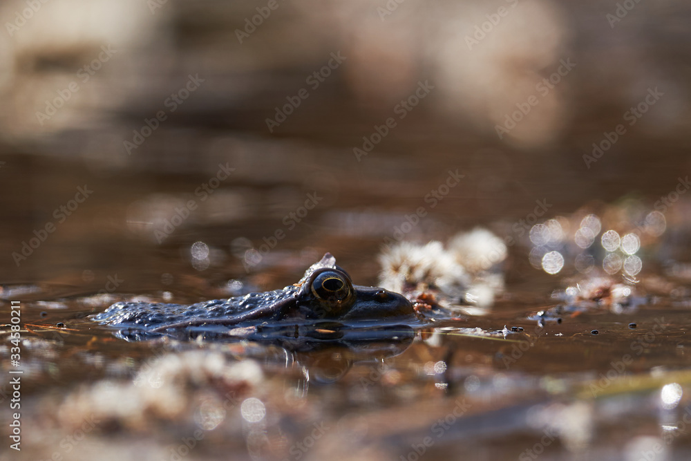 Common frog, Rana temporaria, also known as European common frog ...