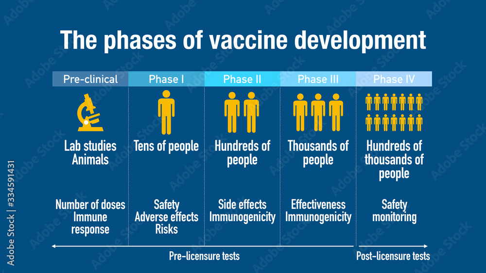 The different phases and scales of vaccine development Stock ...