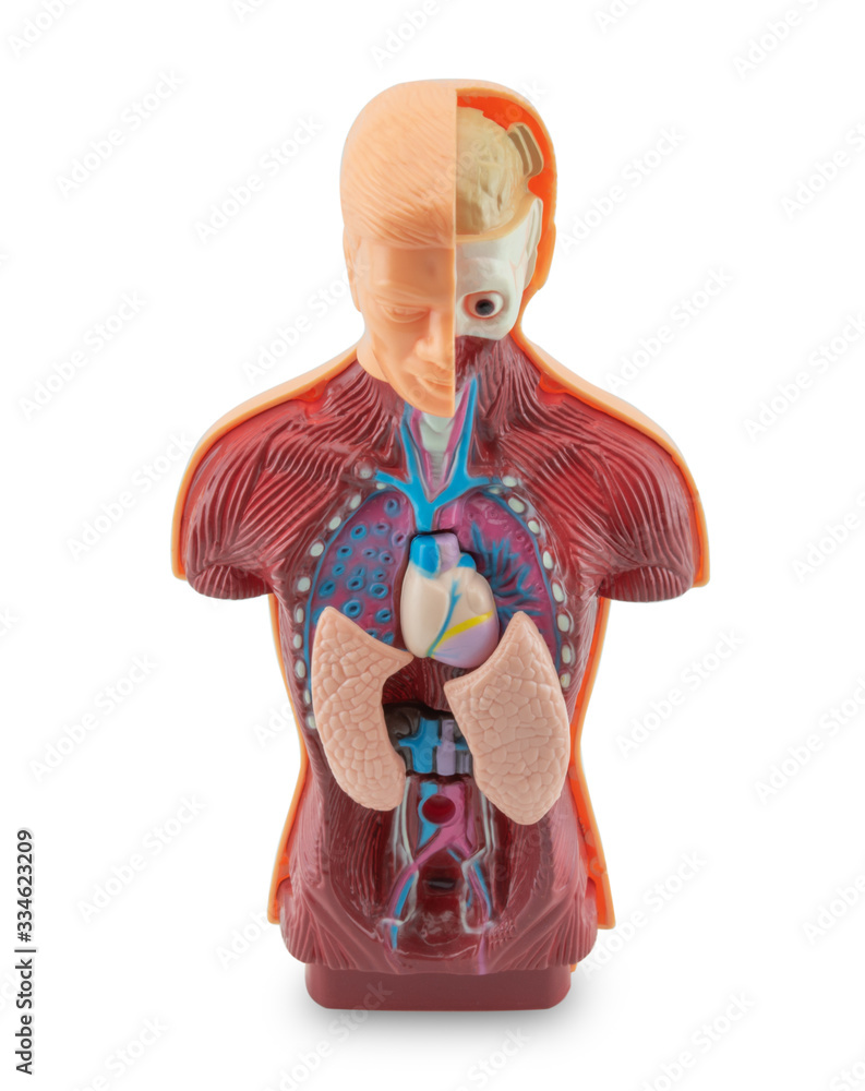Anatomy human body model Stock Photo | Adobe Stock