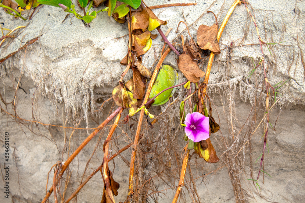 Em uma duna de areia a trepadeira Argyreia nervosa a sua flor de ...