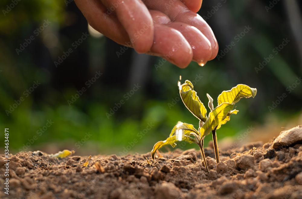 Hand touching is dead plant,Dead plant with drop of water from in the ...