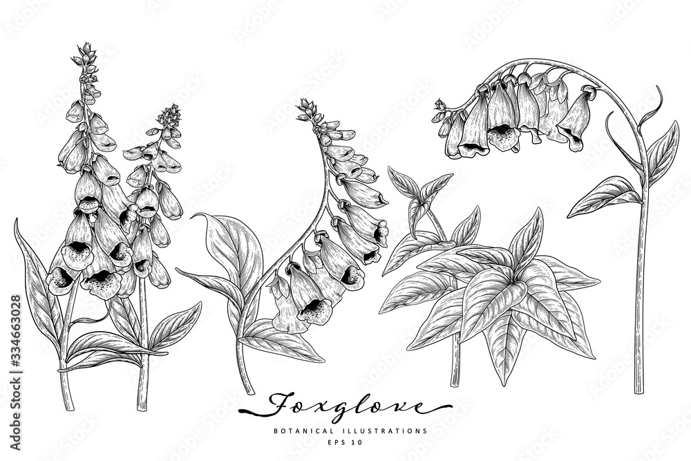 Sketch Floral decorative set. Foxglove flower drawings. Black and white ...