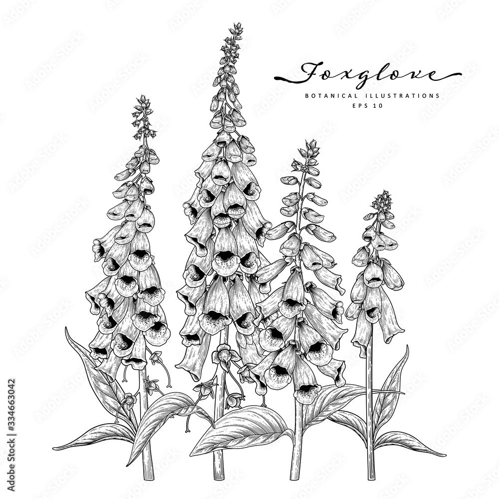 Sketch Floral decorative set. Foxglove flower drawings. Black and white ...