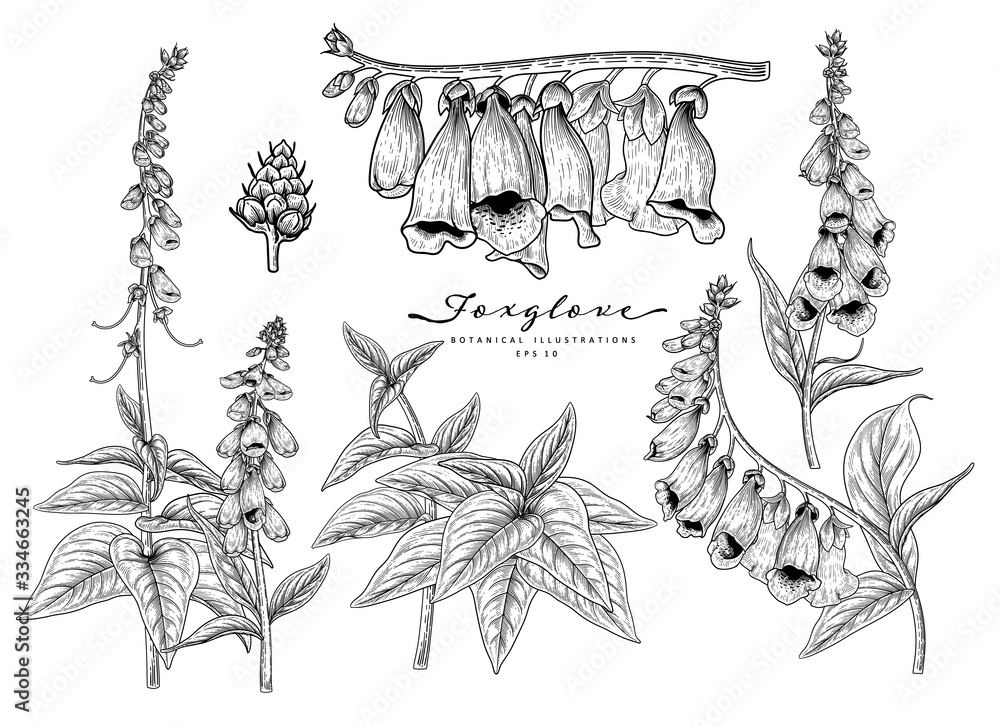 Foxglove Flower Drawing