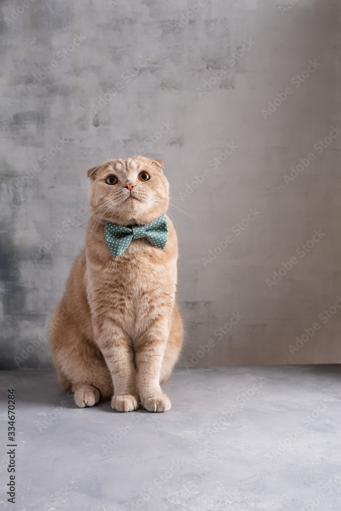 Cute happy flap-eared cat in bow tie lying on blue background. Happy ...