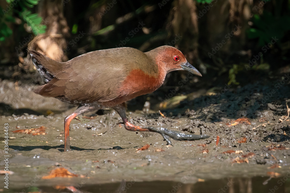 Image of Ruddy-breasted crake bird(Porzana fusca) are looking for food in swamp on nature ...