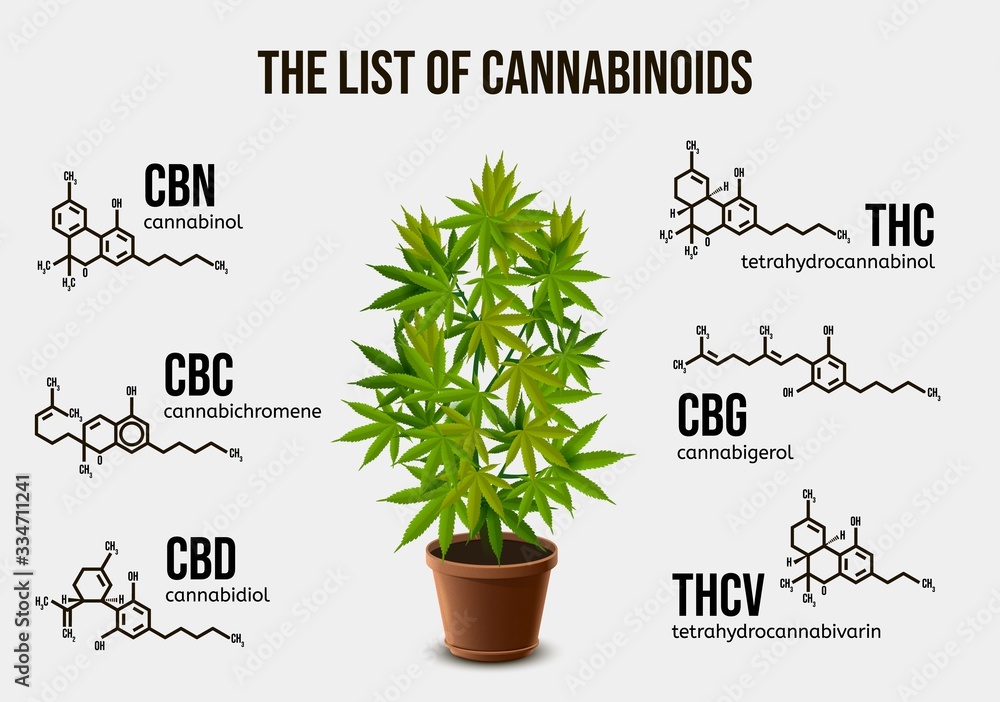 Realistic vector illustration of potted cannabis and chemical structure ...