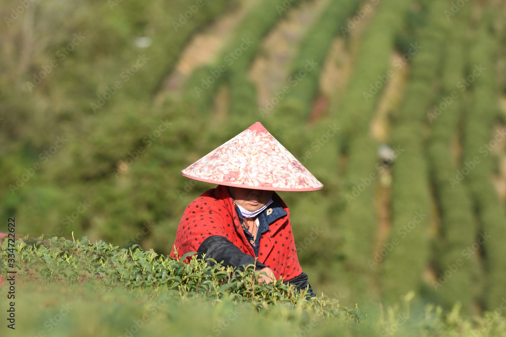 plucker, tea pluck, tea harvest, with people, tea farm, green tea farm ...