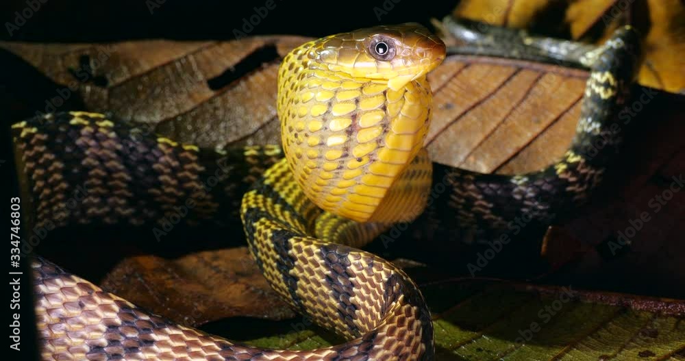 Yellow-bellied Puffing Snake (Spilotes sulphureus) with neck inflated ...