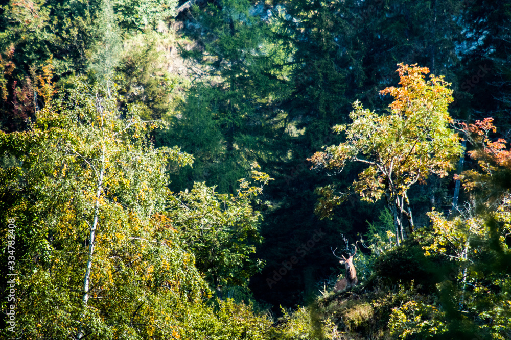 Foret d'automne Stock Photo | Adobe Stock