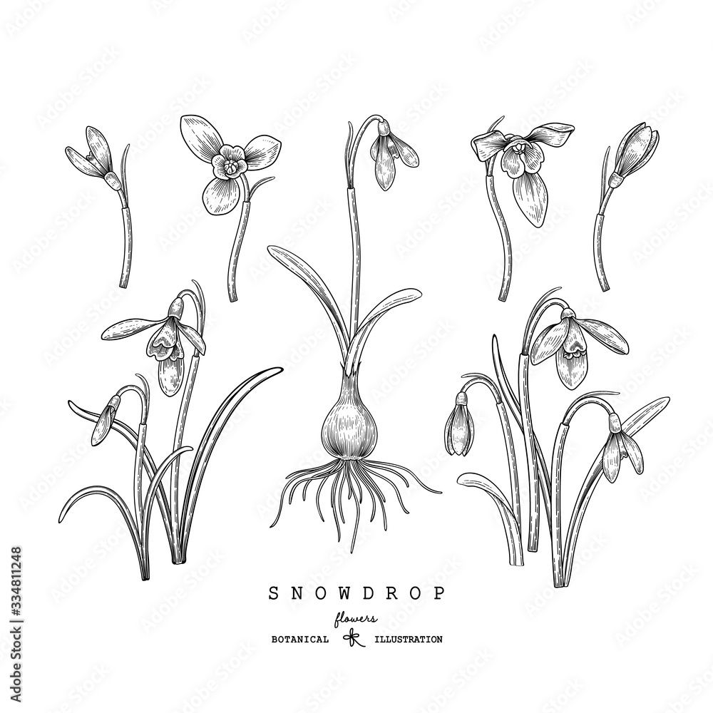 Sketch Floral decorative set. Snowdrop flower drawings. Black and white ...