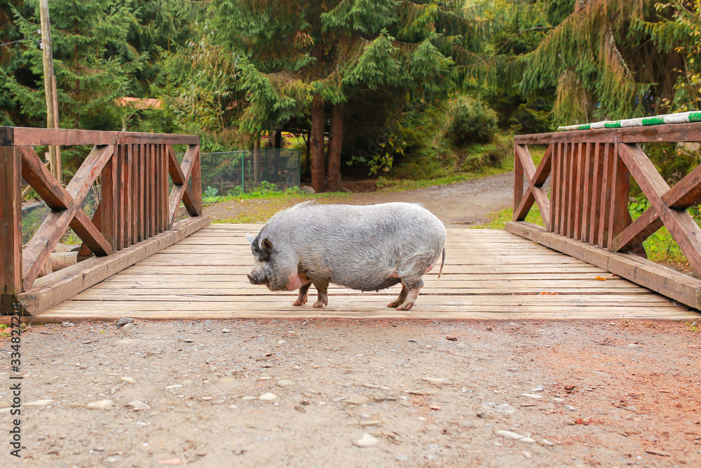 Beautiful pig. Gray pig with a wet nose. The animal walks through the ...