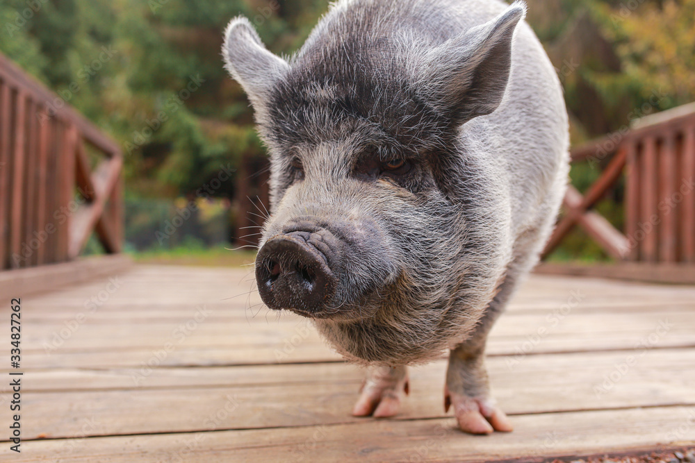 Beautiful pig. Gray pig with a wet nose. The animal walks through the ...