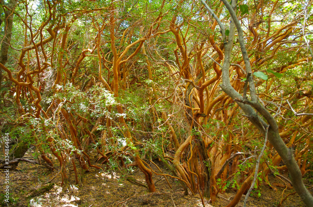 Forest of Luma apiculata, also knowns as Chilean myrtle, temu or arayán ...