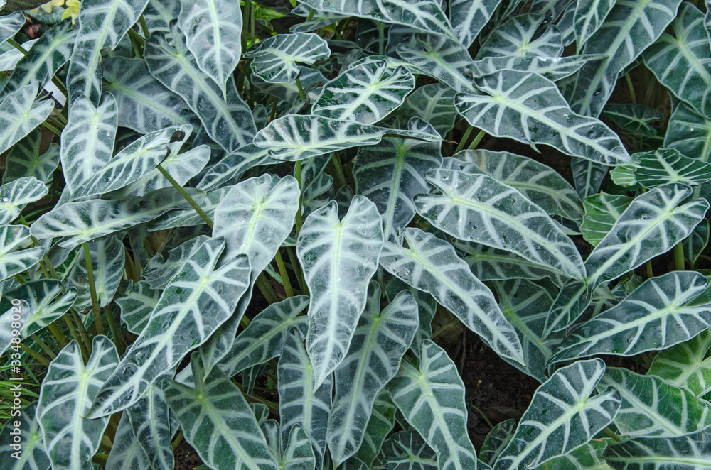 Beautiful leaves of alocasia sanderiana bull in garden Stock Photo ...