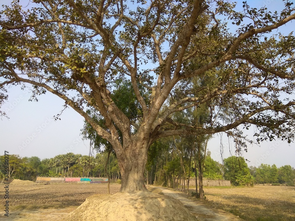 Peepal tree Stock Photo | Adobe Stock