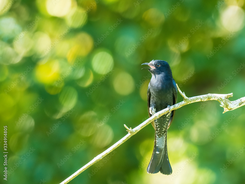 The Square-tailed Drongo-Cuckoo is distinguished from other drongos by ...