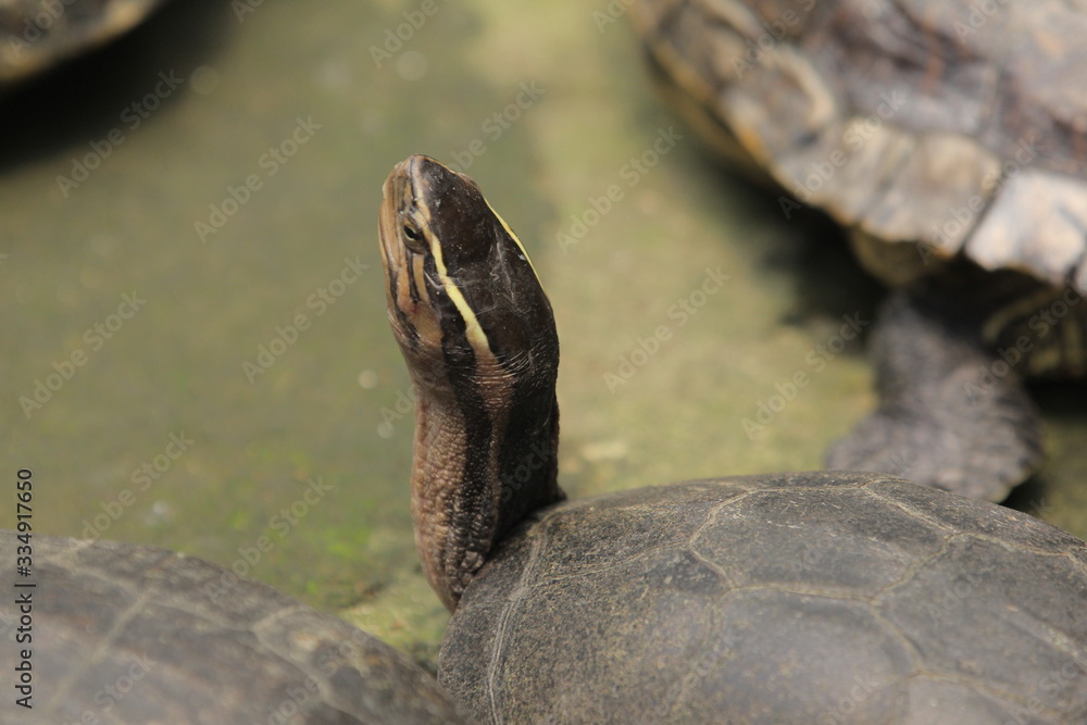 Ambonia Box Turtle or Turtle shell alias tortoise shell is a species of ...