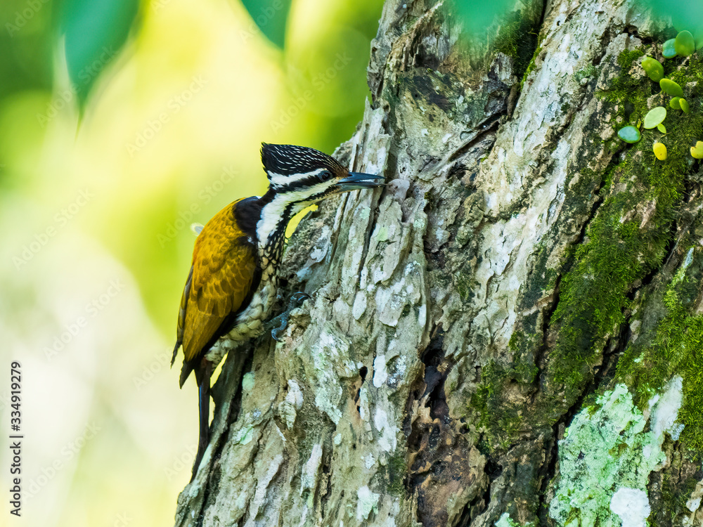 The Common Flameback or Common Goldenback is a medium sized woodpecker ...