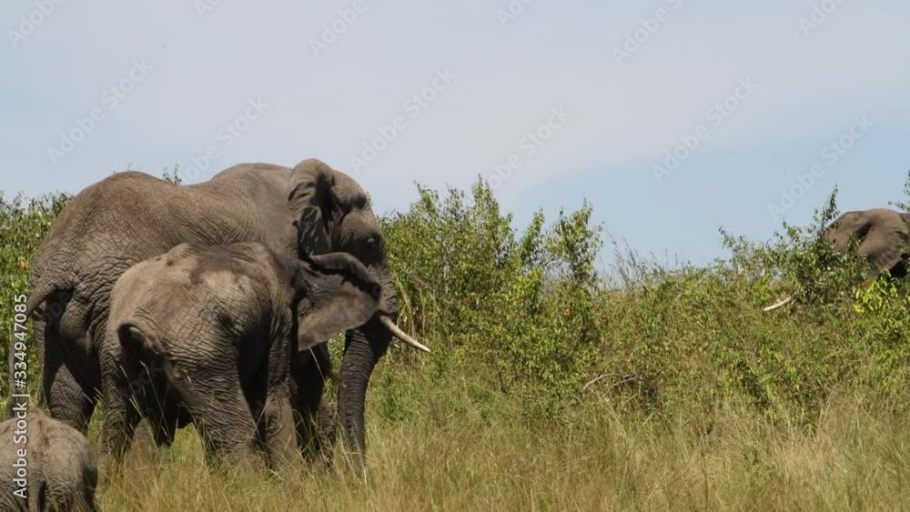 Young female African elephant reacts after mating with a large bull in ...