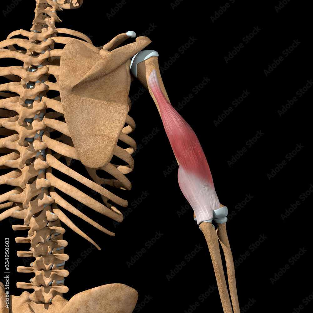 3d Illustration of the Lateral Head of the Triceps Muscles on Skeleton ...
