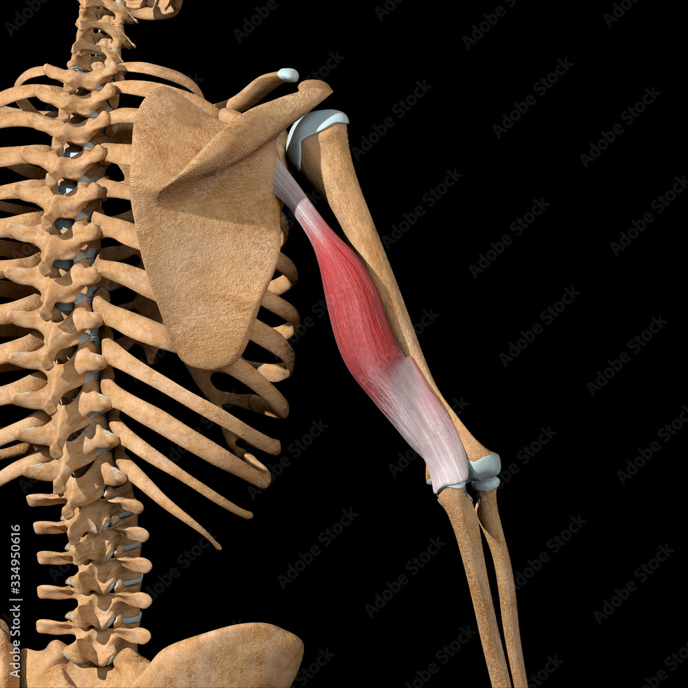3d Illustration of the Long Head of the Triceps Muscles on Skeleton ...