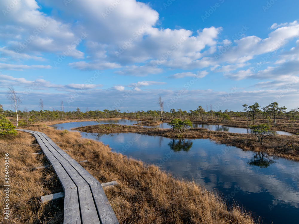 Wooden pathway through swamp wetlands with small pine trees, marsh ...