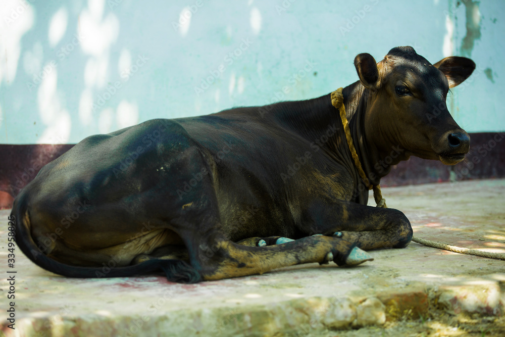 cow sitting in the backyard of village bungalow. low angle view of cow ...