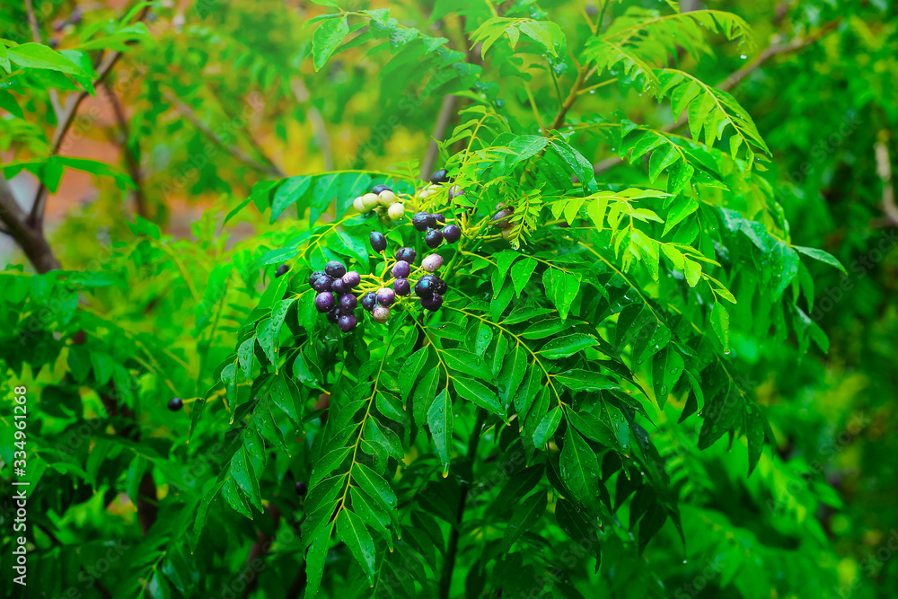 curry leaves images | curry leaf seeds are grown. rainy season curry ...