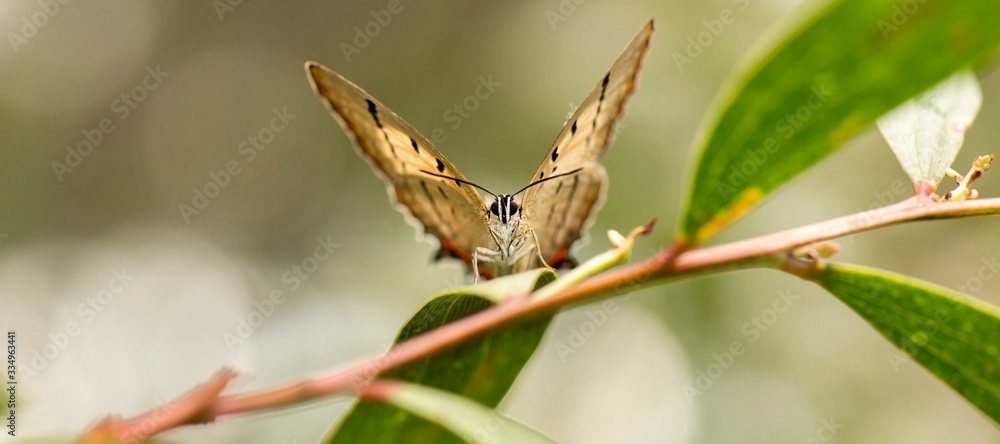 Imperial Blue Butterfly also known as Jalmenus Evagoras Stock Photo ...