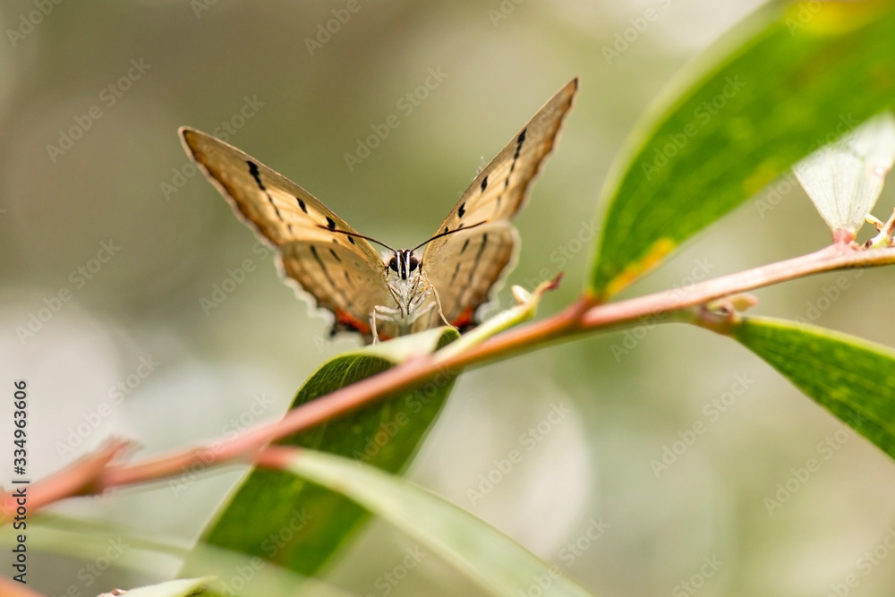 Imperial Blue Butterfly also known as Jalmenus Evagoras Stock Photo ...