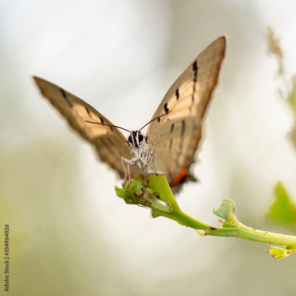 Imperial Blue Butterfly also known as Jalmenus Evagoras Stock Photo ...
