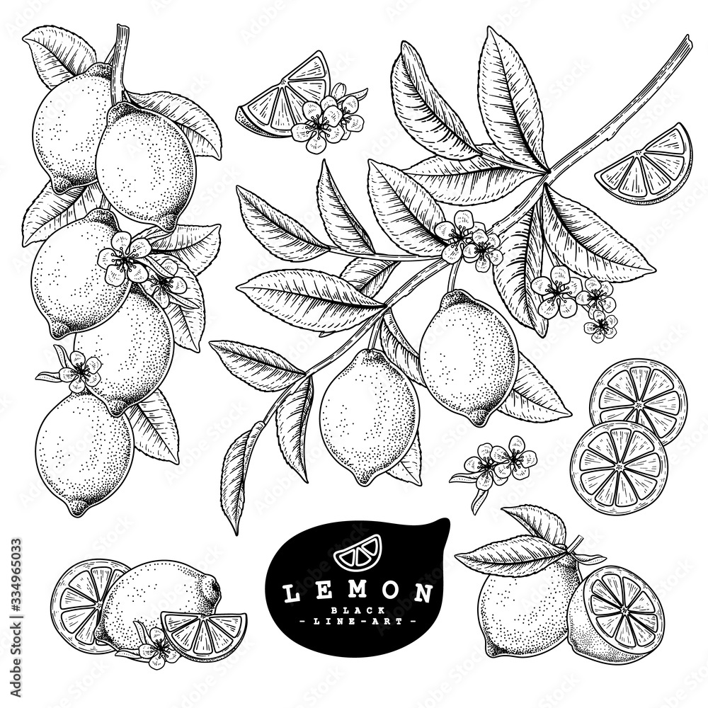 Vector Sketch Citrus fruit decorative set. Lemon. Hand Drawn Botanical Illustrations. Black and ...