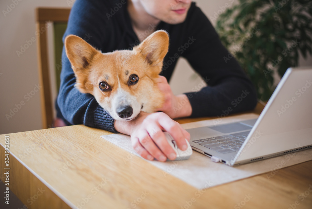 Office Corgi