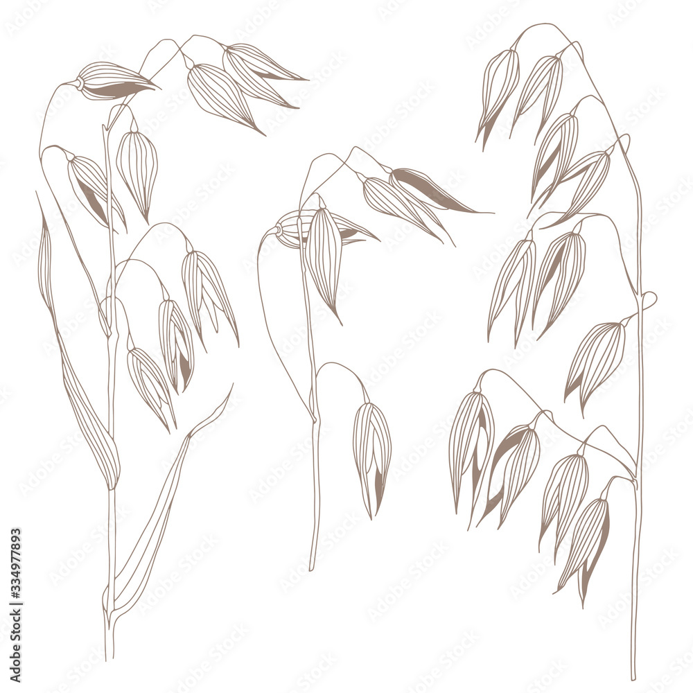 Oats.Sketch.Hand drawn outline vector illustration, isolated floral ...