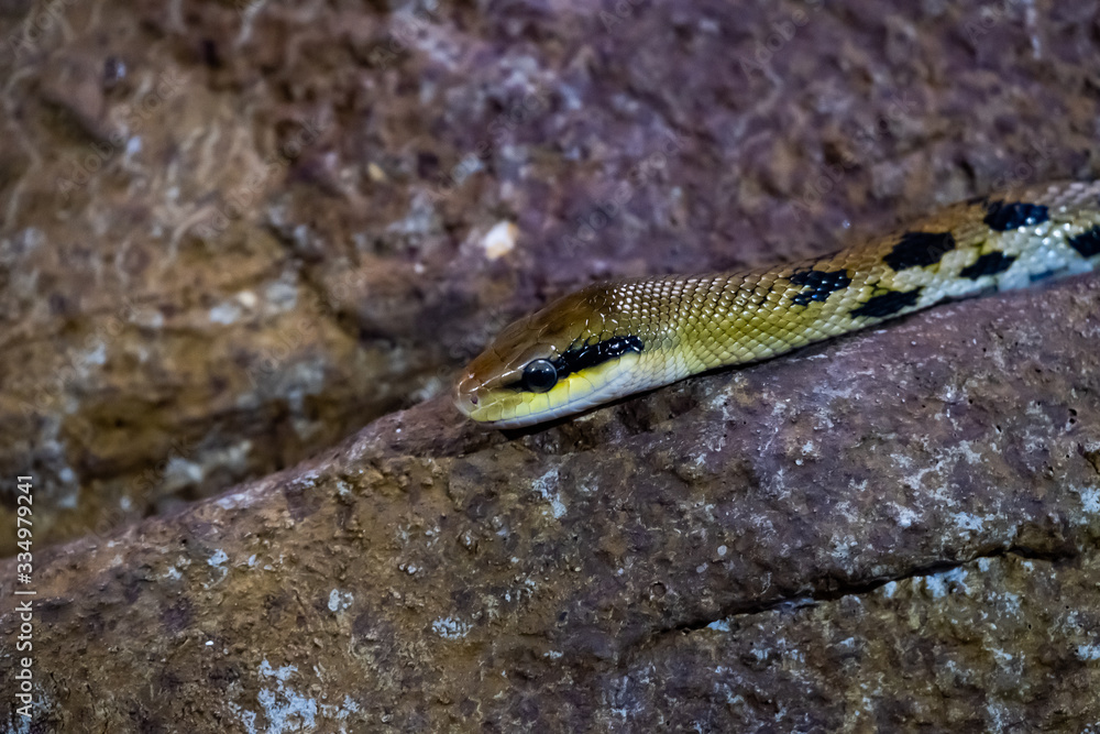 Portrait d'un tout petit serpent en train de ramper Stock Photo | Adobe ...