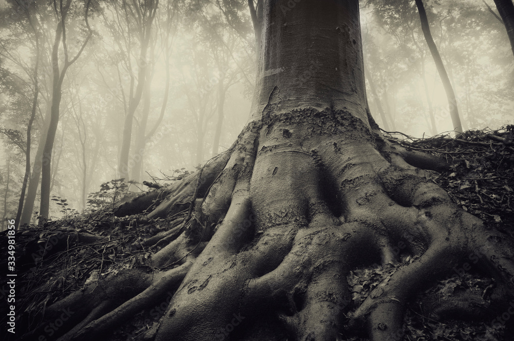 old tree roots in dark forest on rainy day Stock Photo | Adobe Stock