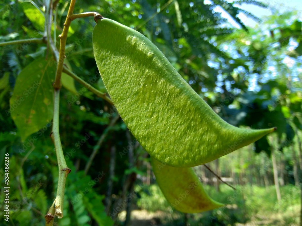 Biancaea sappan (Caesalpinia sappan L., sappanwood, secang, sepang ...