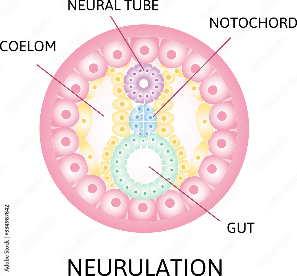 Neurulation. the process of nerulation. Human embryonic development ...