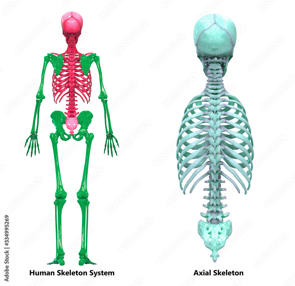 Human Skeleton System Axial Skeleton Anatomy Stock Illustration | Adobe ...