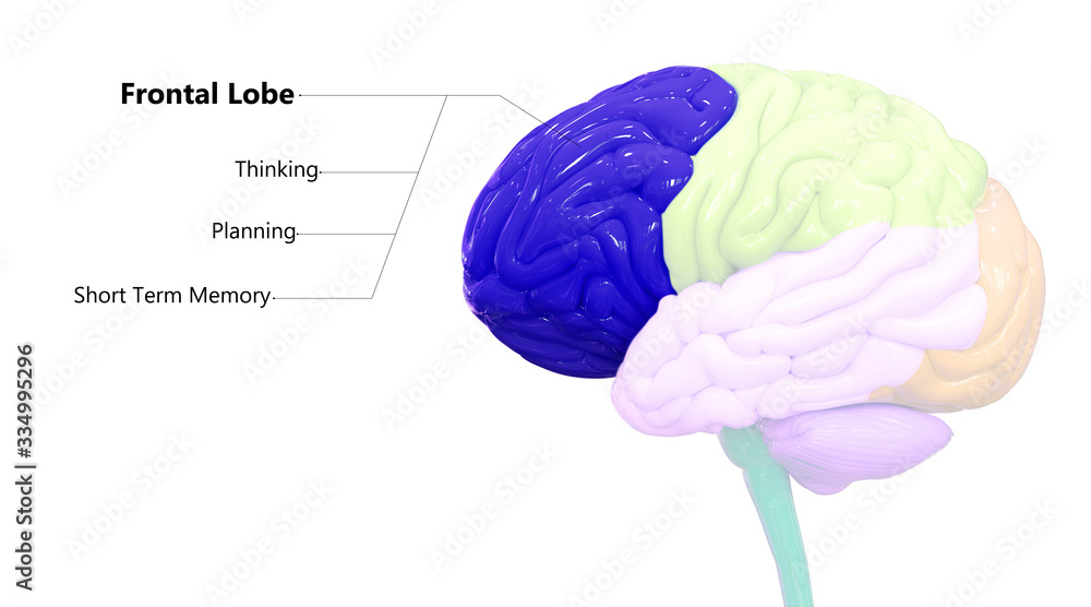 Central Organ of Human Nervous System Brain Lobes Frontal Lobe Anatomy ...