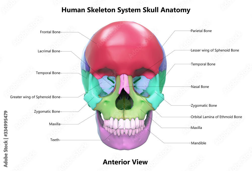 Human Skeleton System Skull Bone Parts Described with labels Anatomy ...