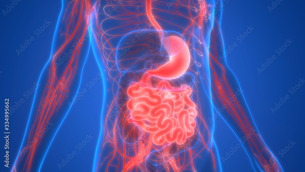Human Digestive System Stomach with Small Intestine Anatomy Stock ...